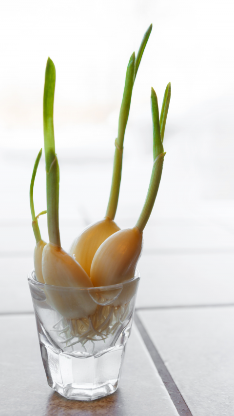 Garlic Sprouts - Bali Direct blog - Online groceries and health store