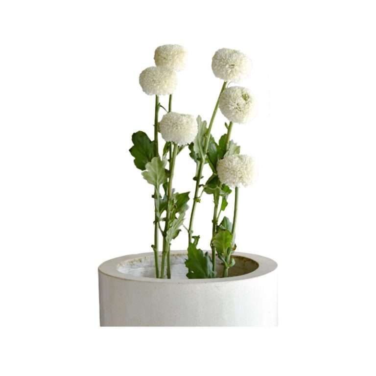 BFR Ping Pong Flower 6 pcs - Bali Direct Ping Pong Flower - Free Delivery