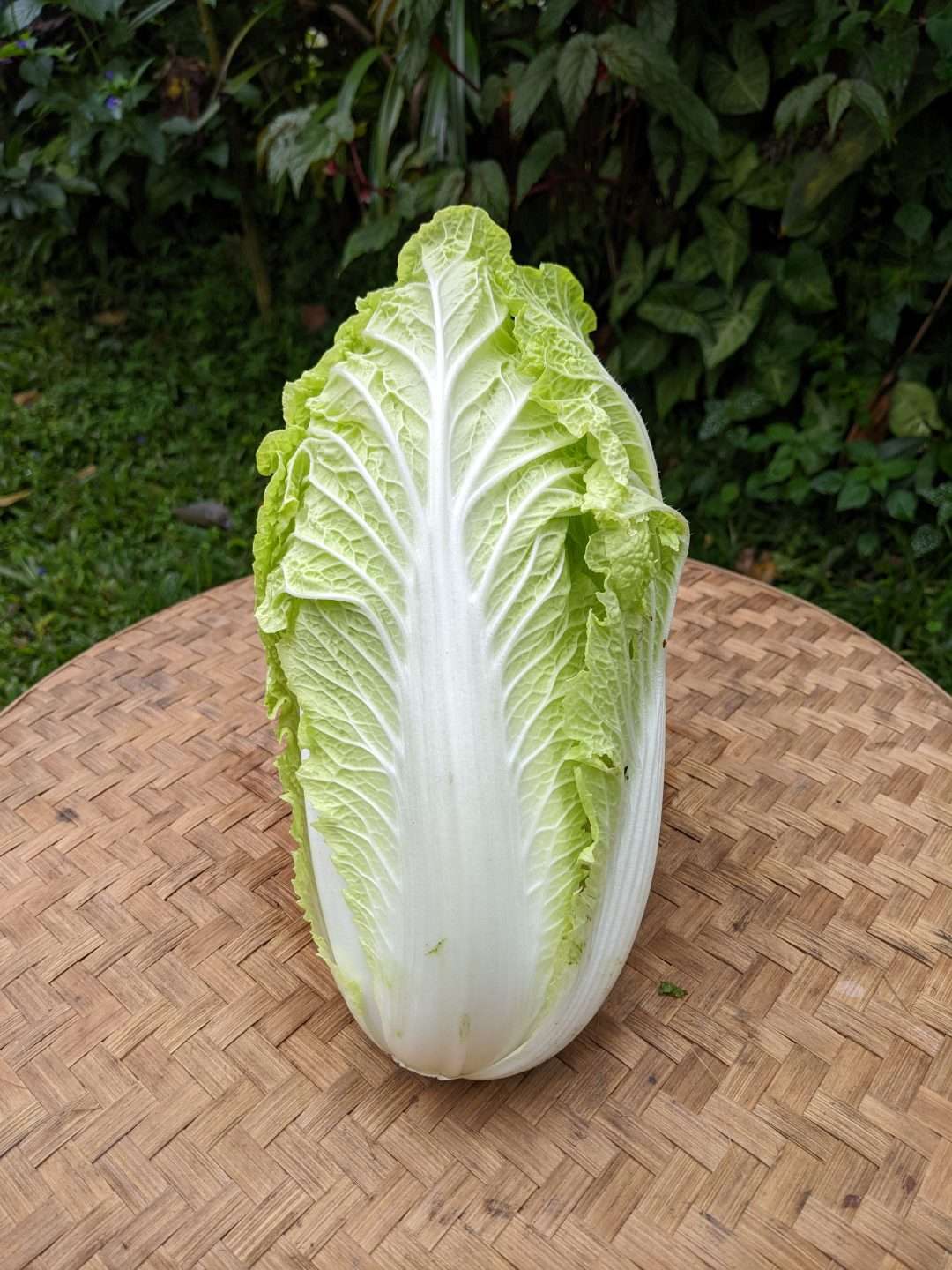 SDN Natural Chinese Cabbage 1kg - Bali Direct - Bali's Online Whole ...