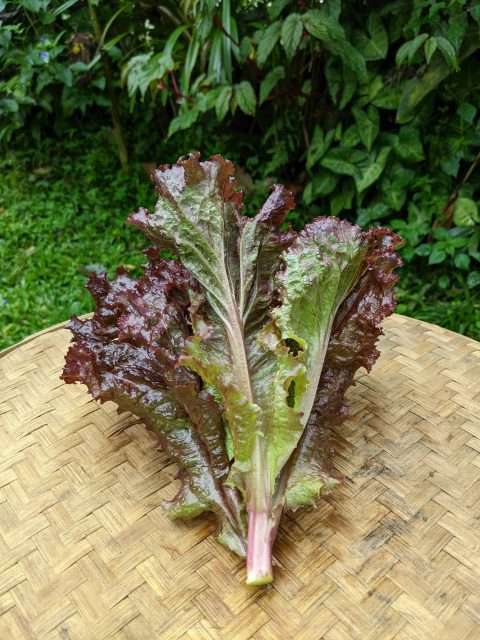 Natural Lettuce Lollo Rosa - Bali Direct - Bali's Online Whole Foods Store