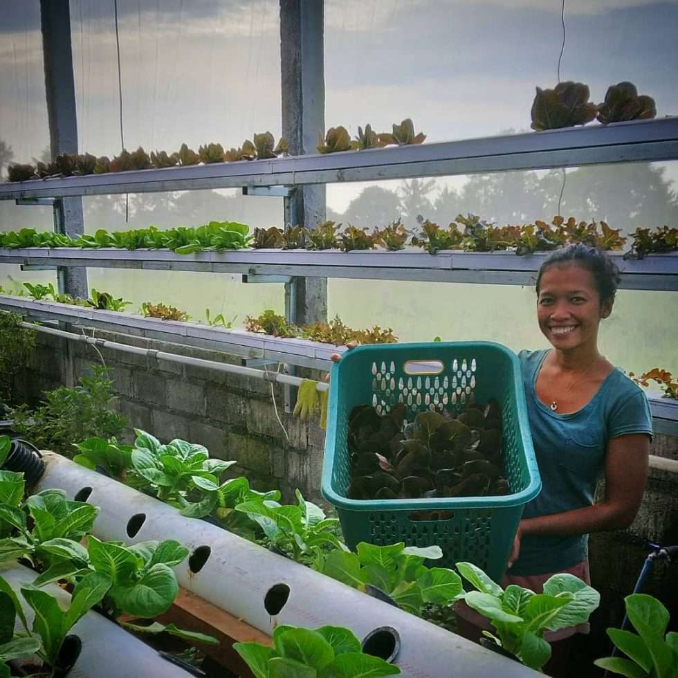 Bali Grown at Citra Bali Organik Farm - Blog by Bali Direct Store