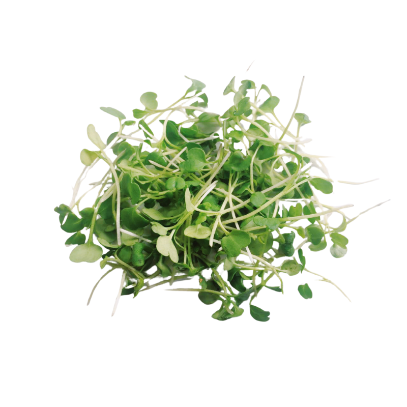 Hydro Microgreens Mustard - Bali Direct - Bali's Online Whole Foods Store